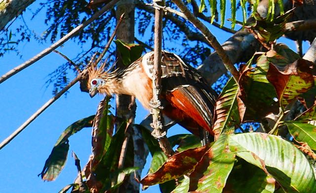 Amazon explorer | Follow the Family